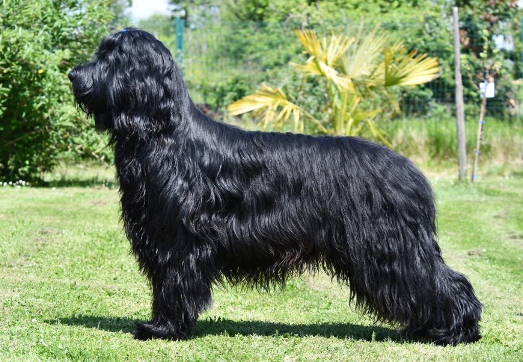 Accueil - Elevage Des Bergers des Mille et Une Nuit - eleveur de chiens ...